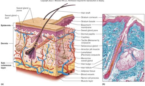 BIO CHAPTER INTEGUMENTARY SYSTEM Flashcards Quizlet