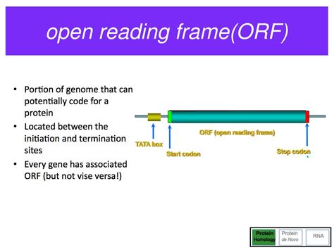Ppt Gene Prediction Powerpoint Presentation Free Download Id3350182