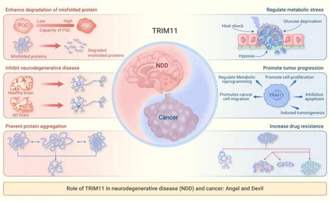 Trim11 A Potential Target For Neurodegeneration And Cancer Dake Zhang Posted On The Topic