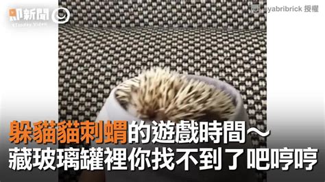 躲貓貓刺蝟的遊戲時間 藏玻璃罐裡你找不到了吧哼哼 YouTube