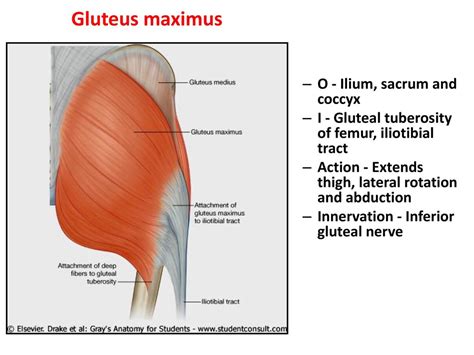 Gluteal Tuberosity Muscle Attachment