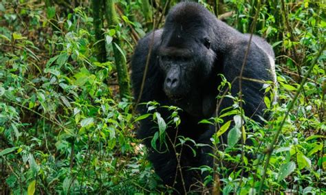 Facts About Silverback Gorillas Gorilla Trekking Tours