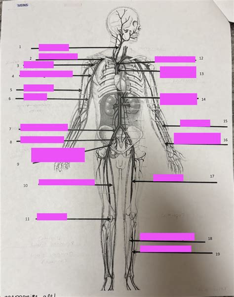 Bio 109 Veins Diagram Quizlet