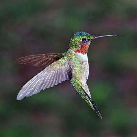 13 Bird References Ideas Bird Hummingbird Pictures Beautiful Birds