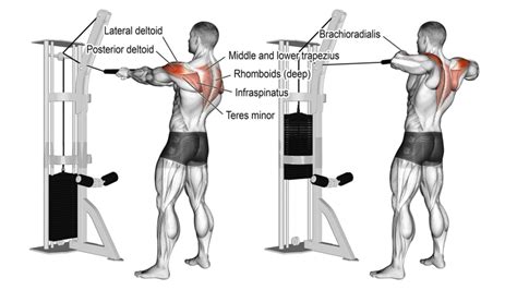 Rear Delt Cable Pull How To Do And Muscles Worked