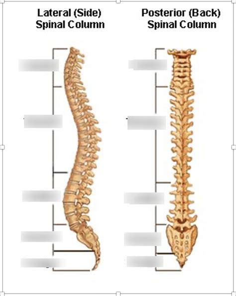 Spinal Column Diagram Quizlet