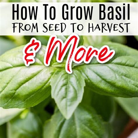 Basil Growing Plant Care From Seed To Harvest More Backyard Vegetable Gardener