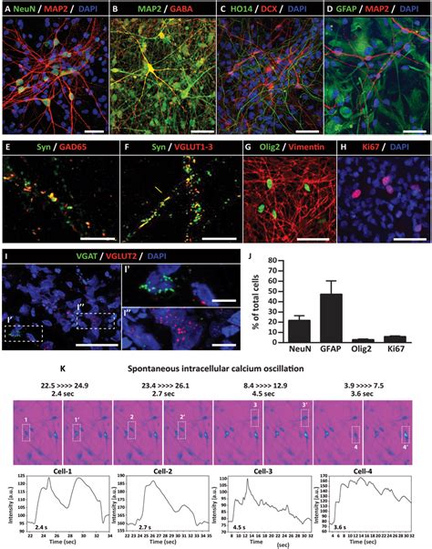 Induced Hipsc Npcs Generate Functional Neurons In Vitro Download