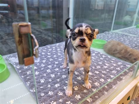 치와와 가을이 엑조틱크기 터키시앙고라크기 페르시안크기 하이랜드폴드크기 애완견크기 반려견크기 소형견무료입양사이트 중형견무료입양사이트 대형견무료입양사이트 미니비숑프리제무료입양