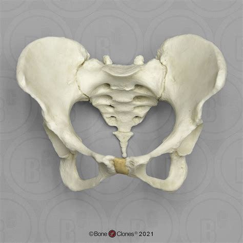 Pelvic Bone Photo All The Effects Of Birth On The Pelvis Institute