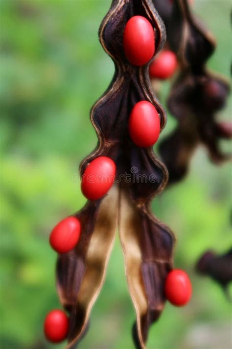 Cacerolas De Semillas De Una Planta De Frijol De Coral Erytrina