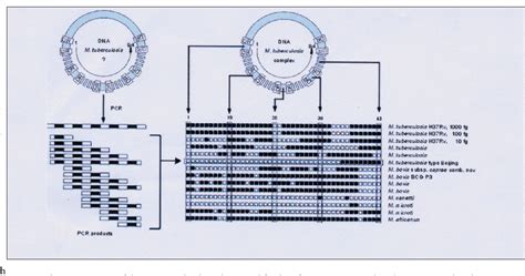 Figure 2 From Simultaneous Detection And Typing Of Mycobacterium Tuberculosis Complex Bacteria
