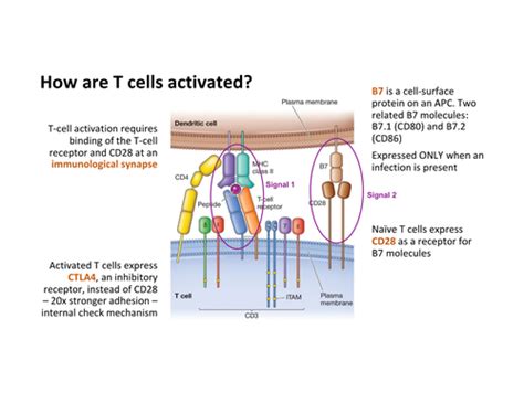 Week 4 Lymphocyte Receptor Signaling Flashcards Quizlet