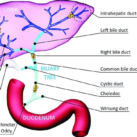 Anatomical Representation Of The Biliary Tree Its Environment Liver Download Scientific