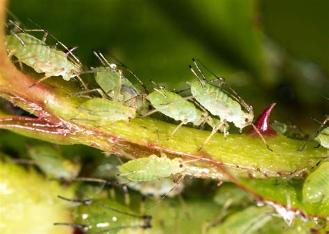 Comment Se Débarrasser Des Pucerons Des Racines