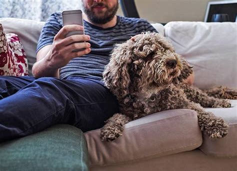 Are Dog Fleas Harmful To Humans