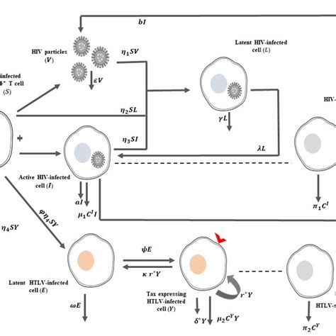 The Schematic Diagram Of Within Host Dynamics Of Htlvhiv Dual Infection Download Scientific
