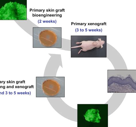 Diagram Of The Principle Of Iterative Skin Substitute Bioengineering