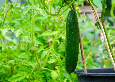 How To Prune Cucumber Plants Homes And Gardens