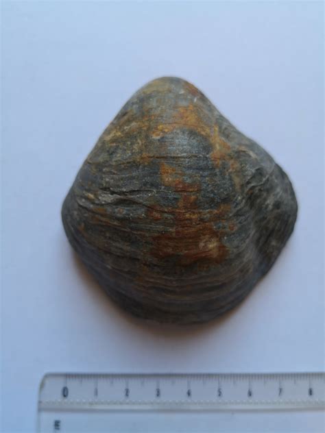 Bivalve Provenance Ignorée Demandes D Identification De Fossiles Géoforum