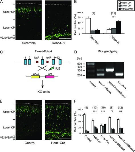 Retardation Of Cortical Radial Migration In Mice By Robo4 Download Scientific Diagram