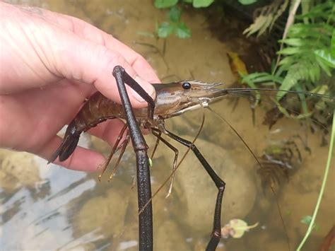 Macrobrachium Lar Fabricius 1798