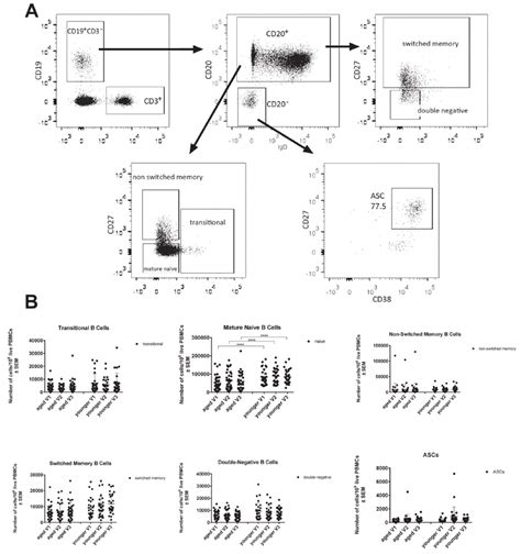 Numbers Of Circulating B Cell Subsets Graphs Show The Different B Cell Download Scientific