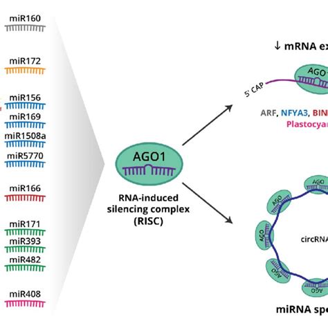 The Micrornas And Circrnas As Non Coding Rnas That Modulate Gene