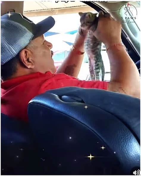 Meow Every Morning At Sunrise An Uber Driver Puts On His Cap Starts