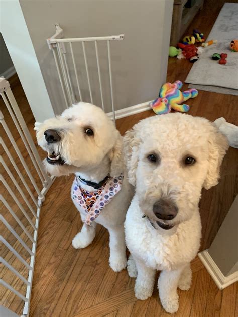 Sheri Guttman On Linkedin Wishing My Co Workers Cooper And Hudson A Very Happy Birthday 🎂 🐶🎂