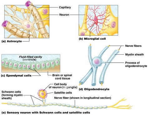 Glial Cells