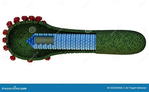 3d Animation Of Baculovirus Budded Virus Bv Stock Illustration