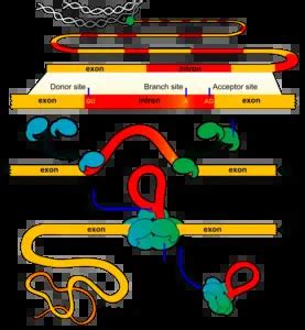 Exon Definition Types Structure Functions Biology Notes Online