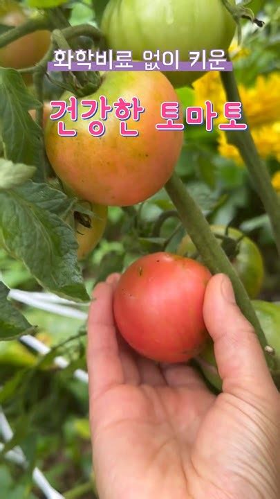 도시농부 토마토 건강한먹거리 Youtube