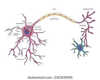 Complete Neuron Cell Diagram