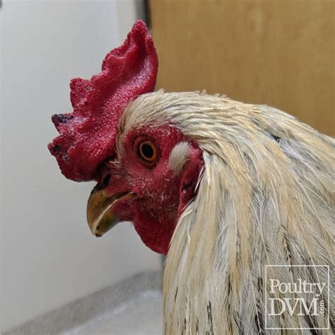 Ear Infections In Chickens At Yi Voss Blog