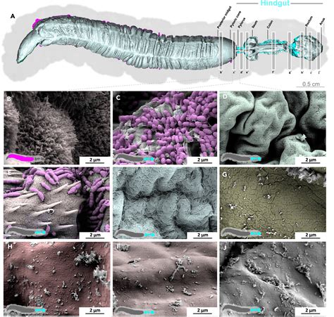 An Enteric Ultrastructural Surface Atlas Of The Model Insect Manduca