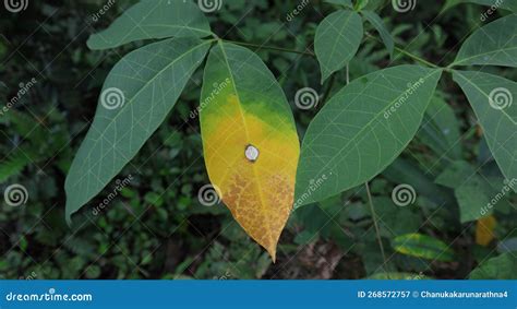 A Rubber Leaf With Fungal Leaf Stain Disease In Rubber Plantation Stock