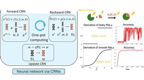 Training More Resilient Artificial Neural Networks Via Innovative Chemical Reaction Networks