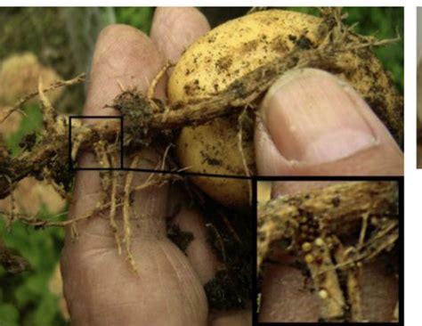 Potato Cyst Eelworm Flashcards Quizlet