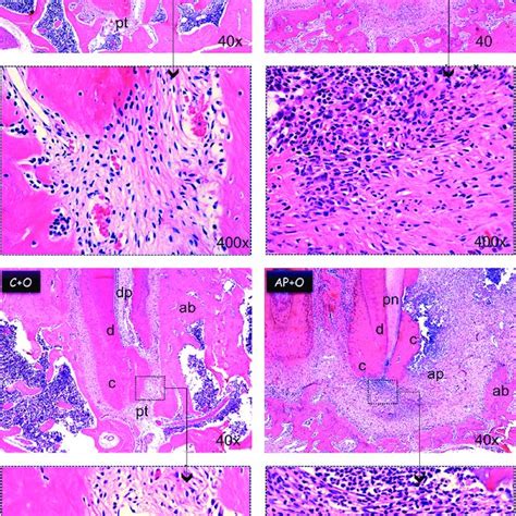 Representative Photomicrography Of Healthy Molars Groups C And Co