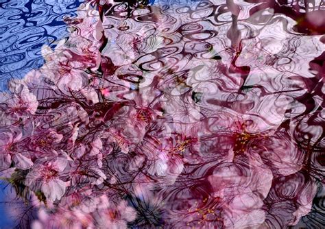 河津桜とメジロ 2 ぶら散フォト日記