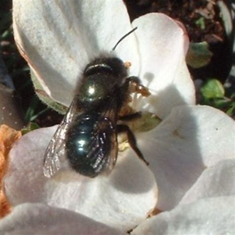 Friendly Blue Mason Bees Are Perfect Pollinators Fine Gardening