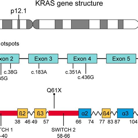Kras Gene And Mutational Hotspots Download Scientific Diagram
