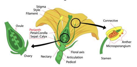 Biology Of Sex Morehouse Exam 2 Flashcards Quizlet