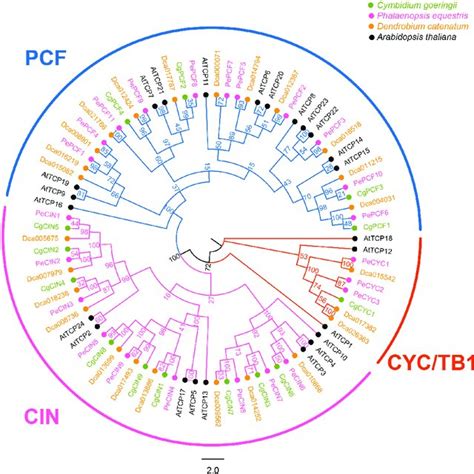 Gene Structure Conserved Motifs And Conserved Domains Of Tcp Genes