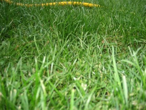 Green Patches In Lawn Landscaping And Lawn Care Diy Chatroom Home
