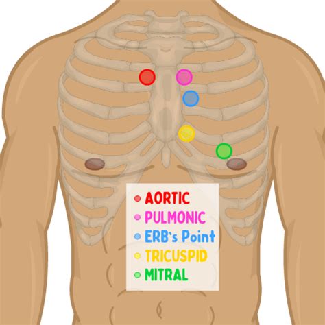 Aortic And Pulmonic Areas