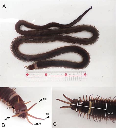 Molecular And Morphological Assessment Of Juvenile And Adult Forms In