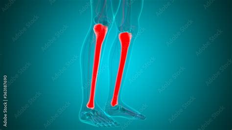 Human Skeleton Anatomy Tibia Bone 3d Rendering Stock Illustration